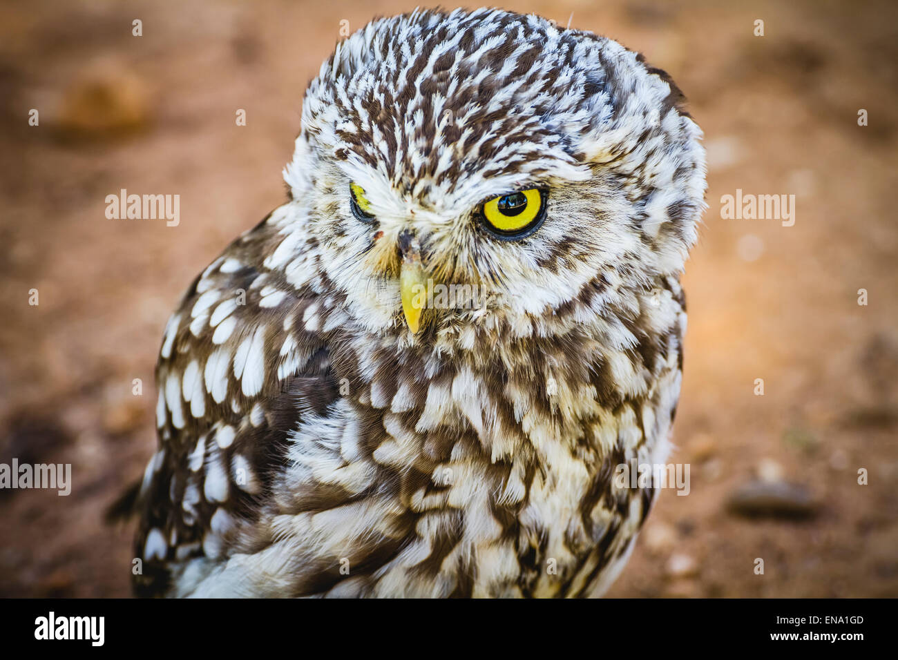 Owl With Yellow Beak