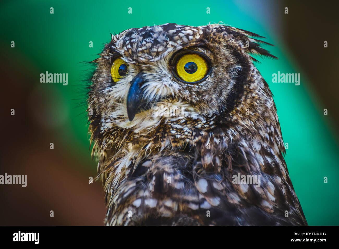 watching, beautiful owl with intense eyes and beautiful plumage Stock ...