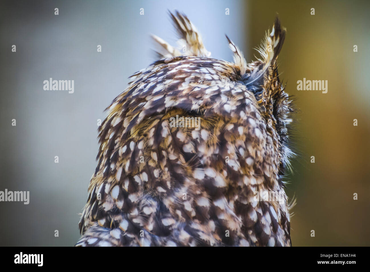 back, beautiful owl with intense eyes and beautiful plumage Stock Photo ...