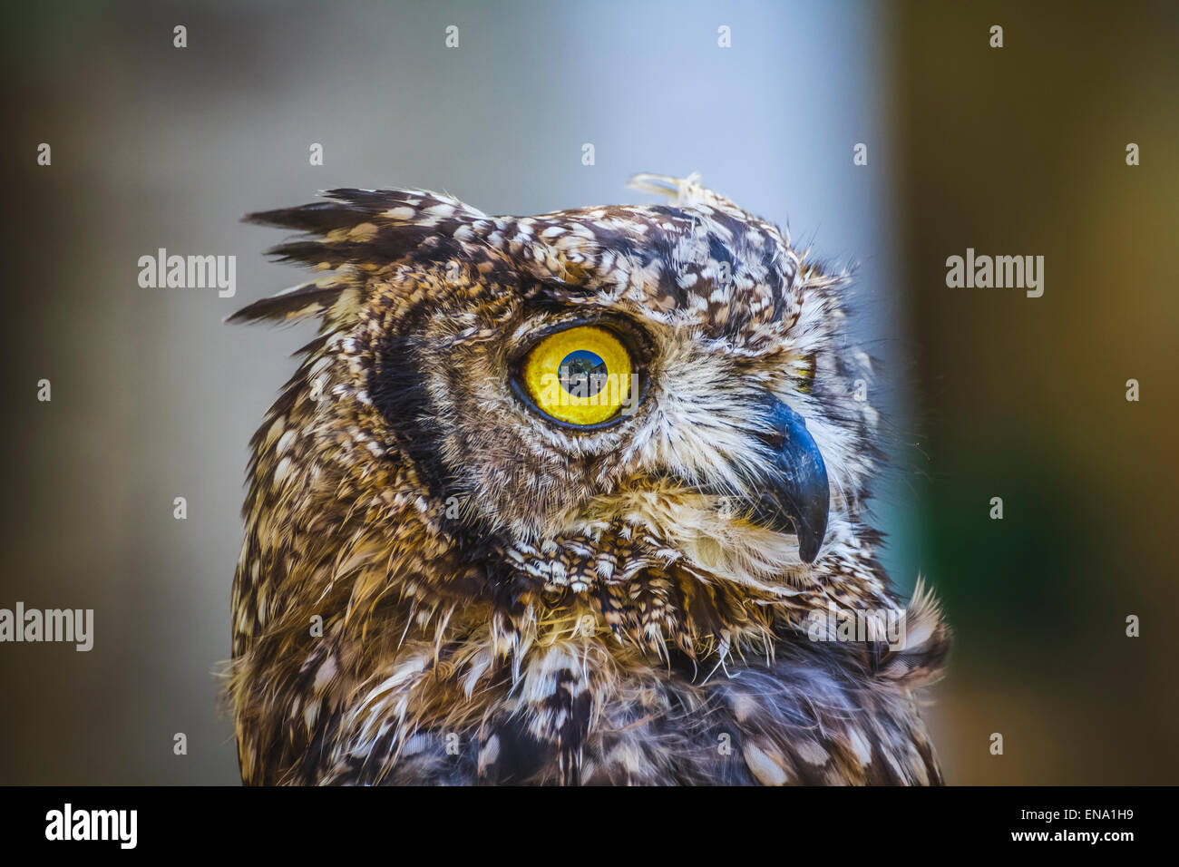 raptor, beautiful owl with intense eyes and beautiful plumage Stock ...