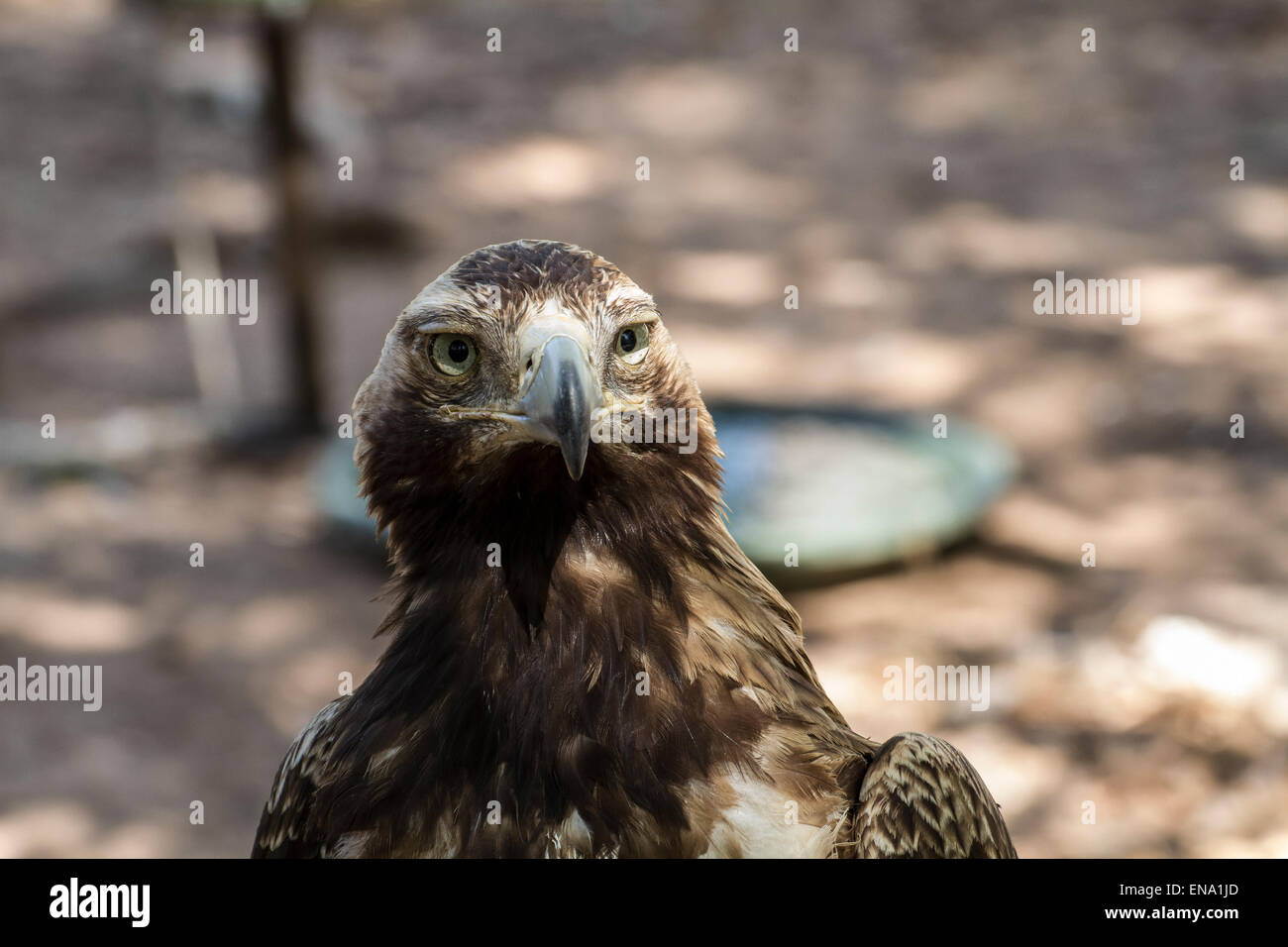 hunting, eagle brown plumage and pointed beak Stock Photo - Alamy