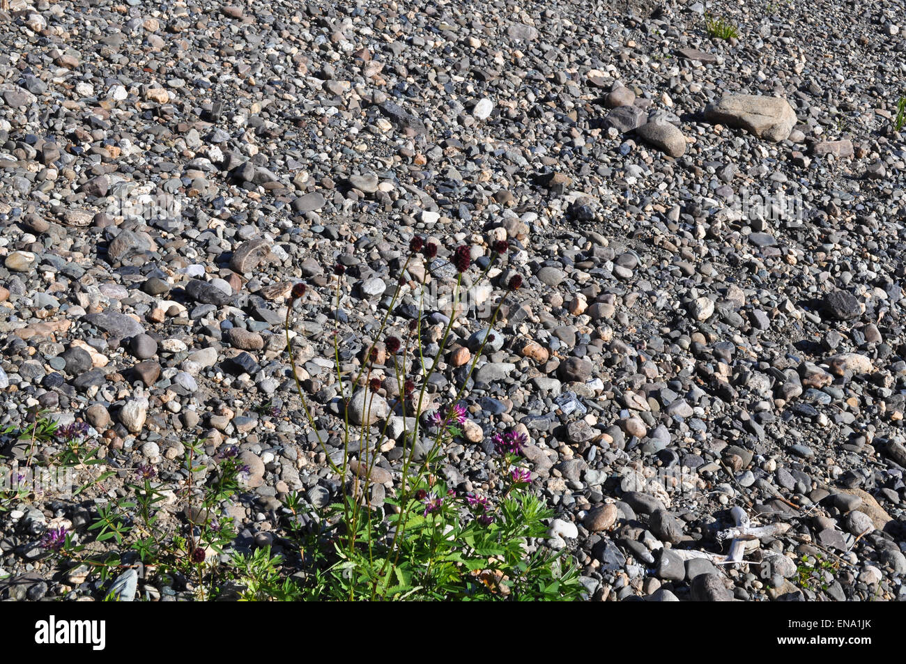 Background of coastal shingle. Small pebbles and separate the stems of ...