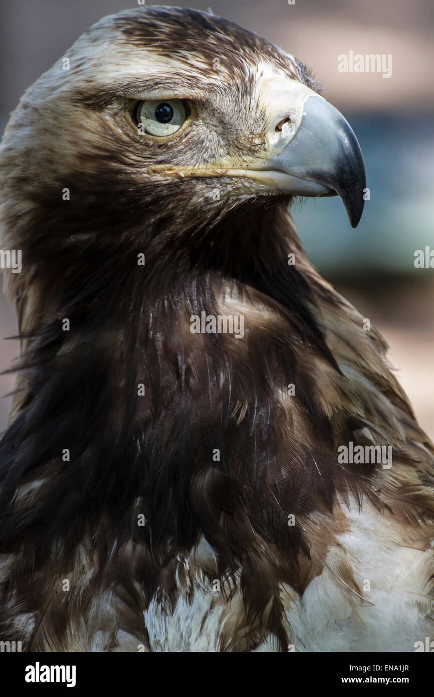 eagle brown plumage and pointed beak Stock Photo - Alamy