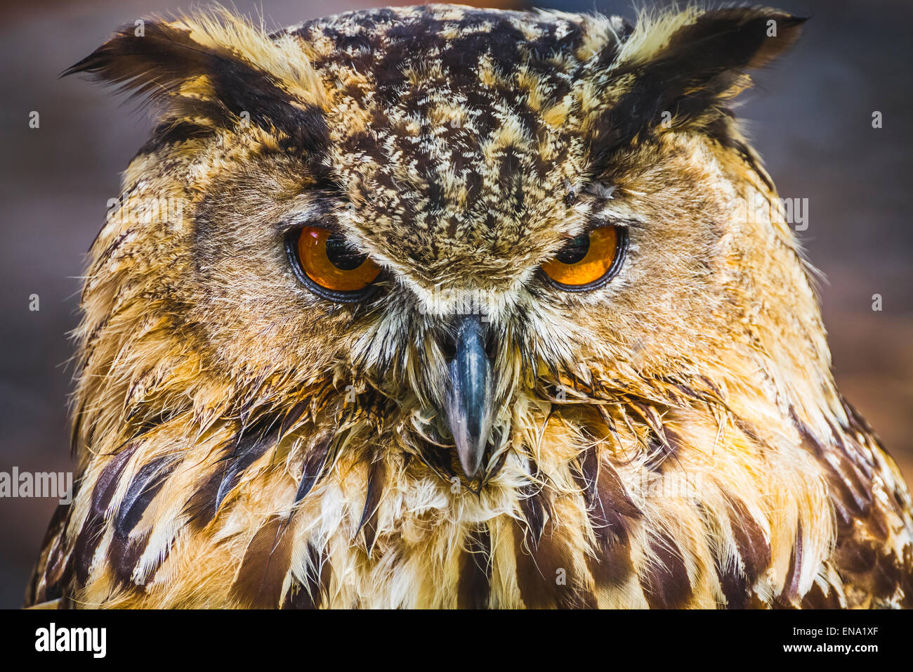 beautiful owl with intense eyes and beautiful plumage Stock Photo - Alamy
