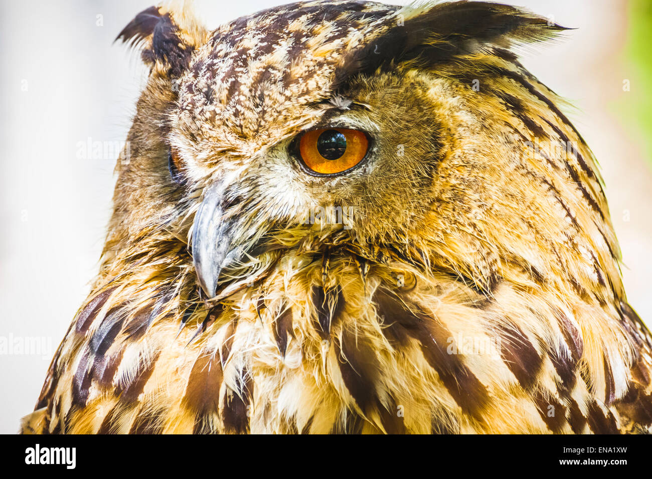 beautiful owl with intense eyes and beautiful plumage Stock Photo - Alamy