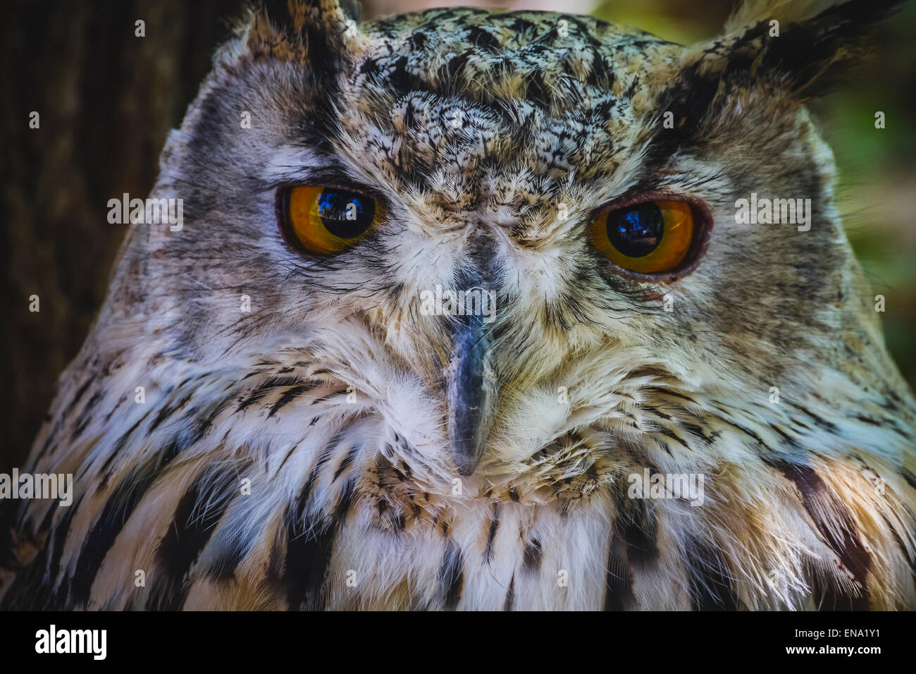 beautiful owl with intense eyes and beautiful plumage Stock Photo - Alamy
