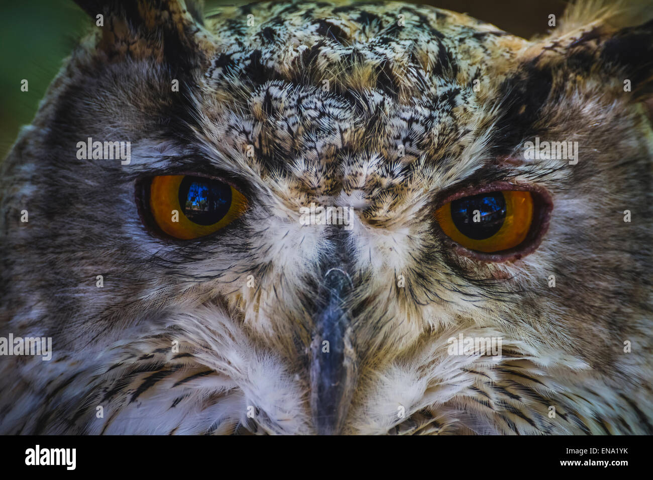 cute, beautiful owl with intense eyes and beautiful plumage Stock Photo ...