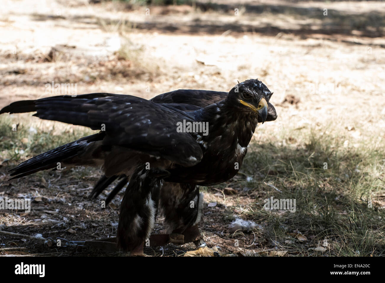 eagle brown plumage and pointed beak Stock Photo - Alamy
