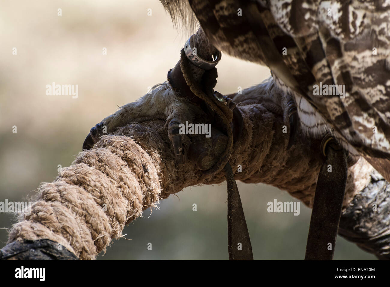 eagle claw detail, medieval prey Stock Photo - Alamy