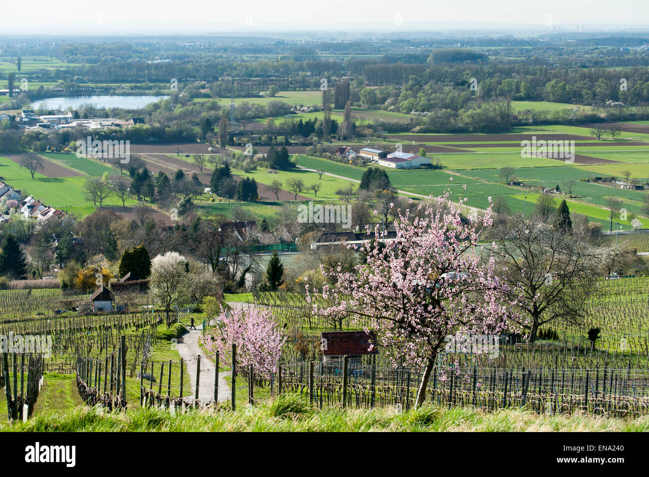 flowering almond in vine yards, Heppenheim, Bergstrasse, Hesse, Germany ...