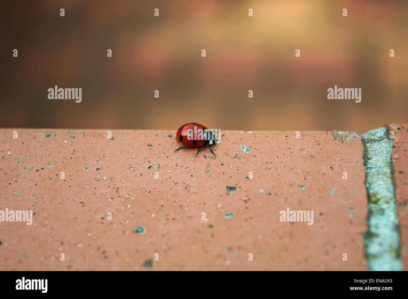 ladybug is walking on bricks Stock Photo - Alamy
