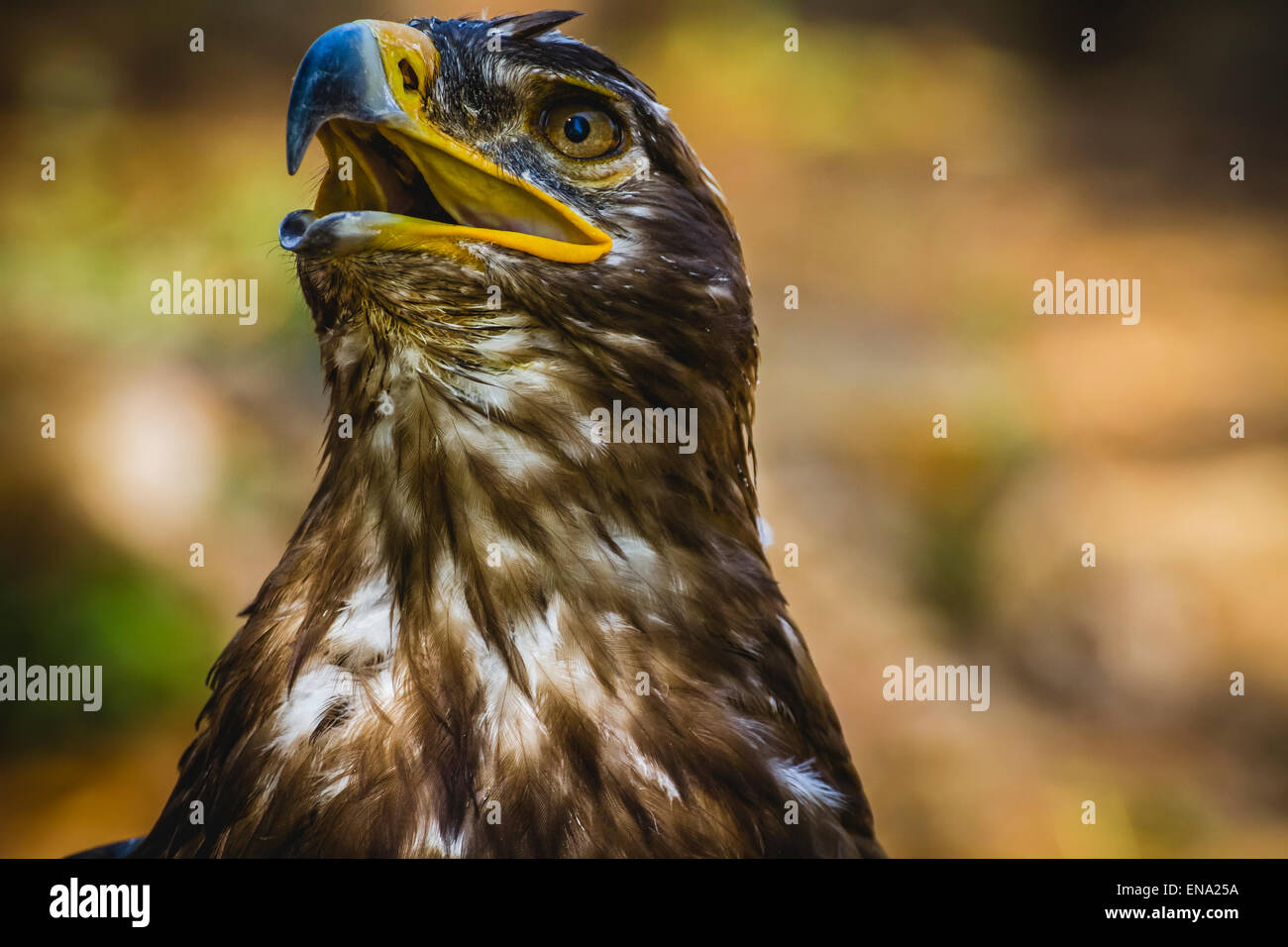 predator, imperial eagle, head detail with beautiful plumage brown ...