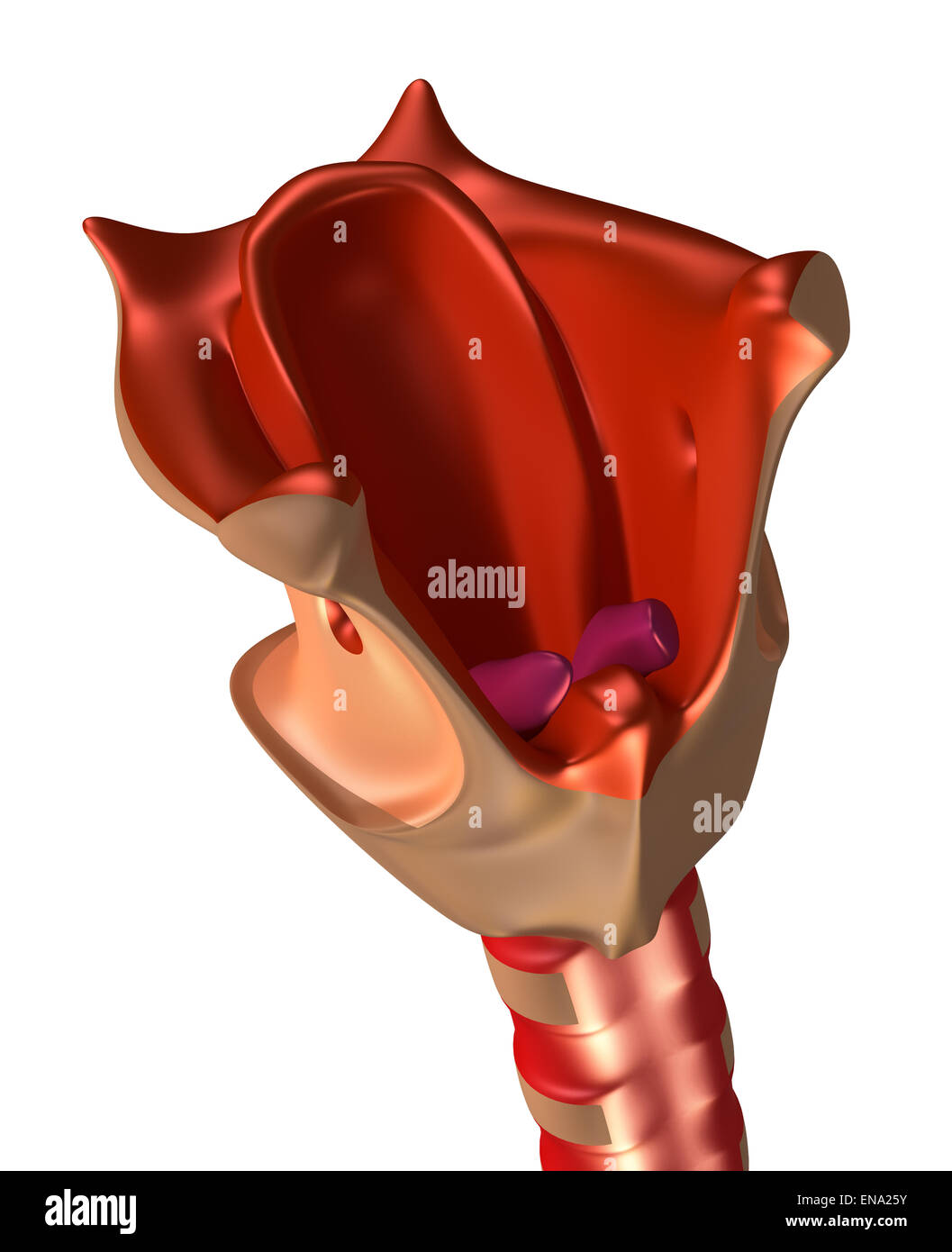 Vocal cord anatomy hi-res stock photography and images - Alamy