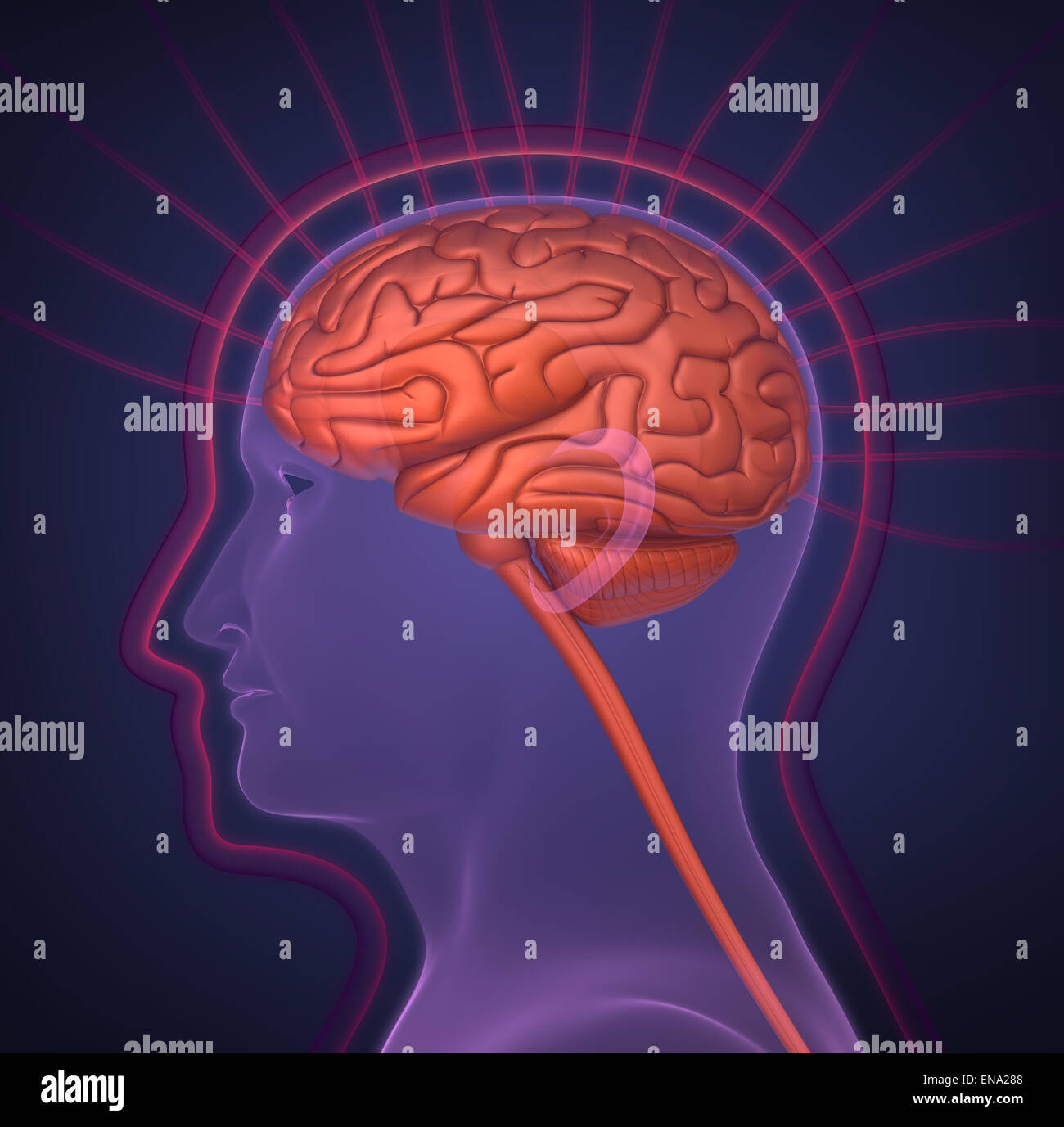 Biofield and human brain Stock Photo - Alamy