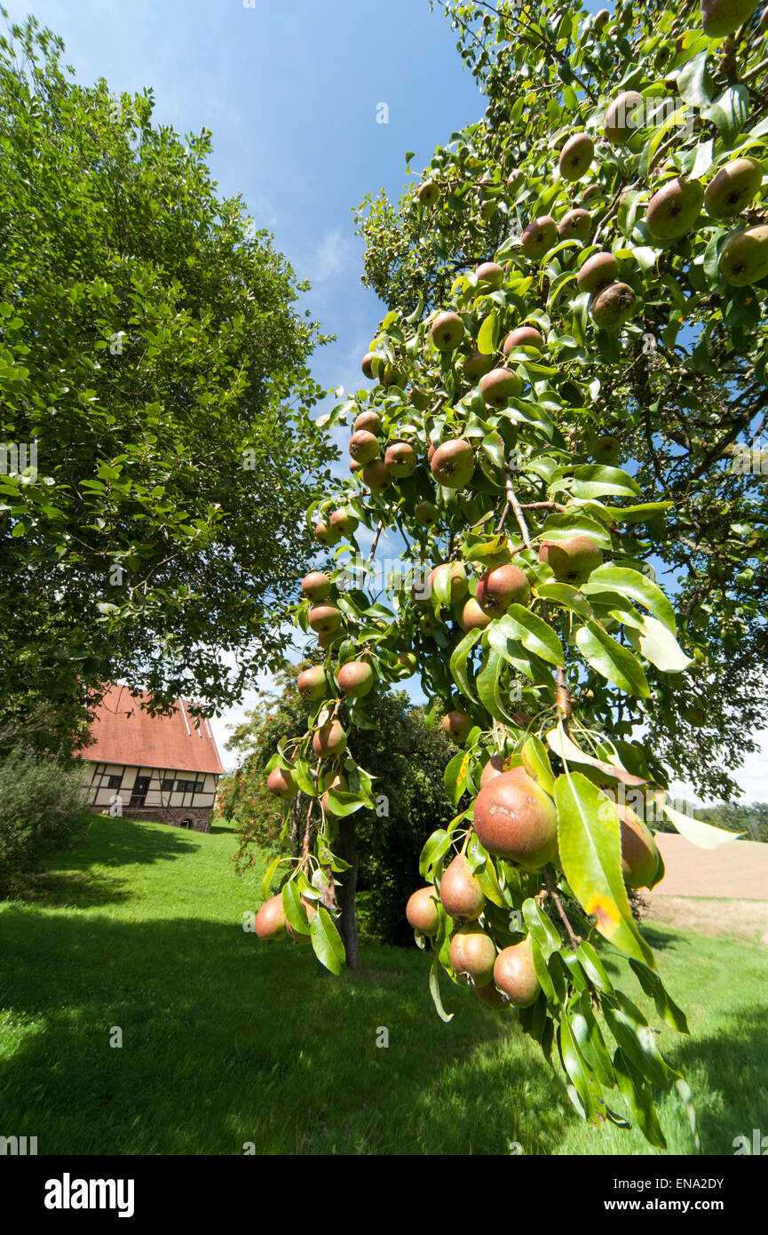 Birnen, Waldmuseum Watterbacher Haus, Kirchzell, Odenwald, Bayern ...
