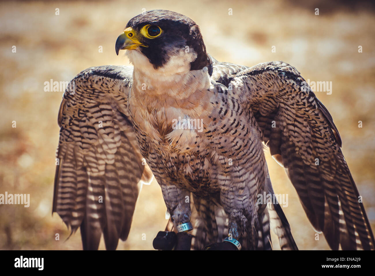 beak, peregrine falcon with open wings , bird of high speed Stock Photo ...