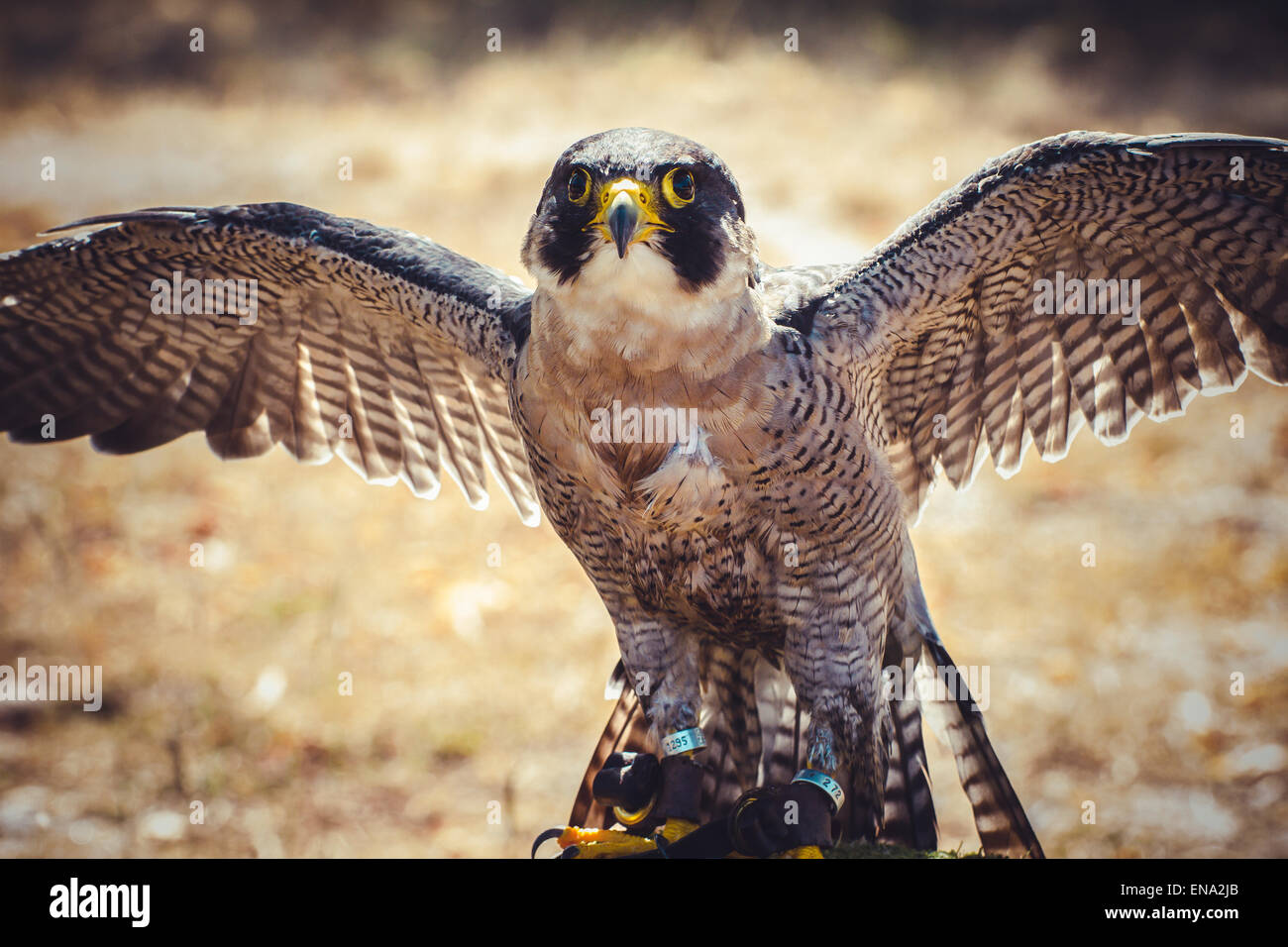 feather, peregrine falcon with open wings , bird of high speed Stock ...