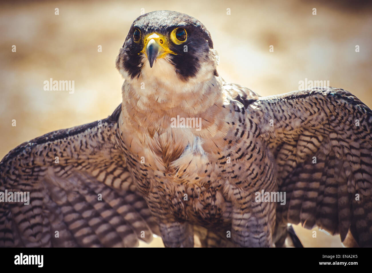 peregrine falcon with open wings , bird of high speed Stock Photo - Alamy
