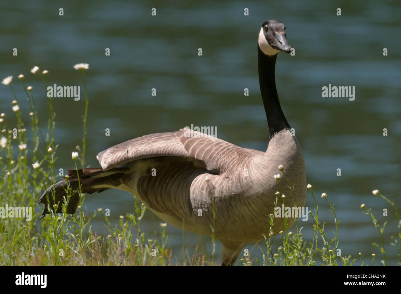 Canadian Goose (Branta canadensis) a morning stretch. Sierra foothills ...