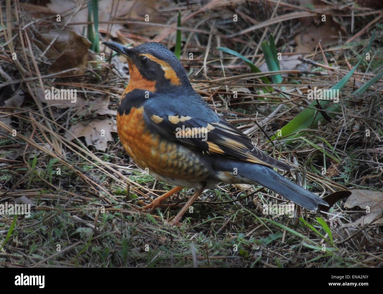A Varied Thrush Male foraging on the forest floor, Sierra Foothills of ...