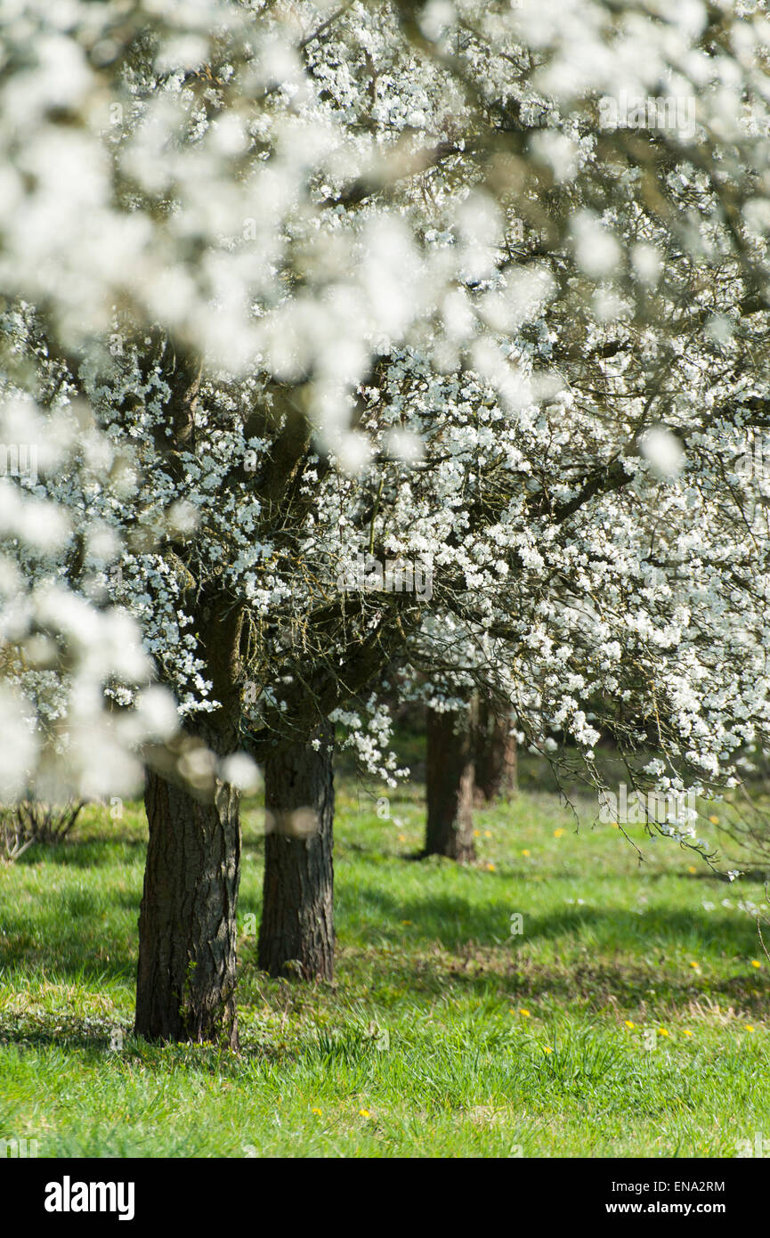 Hemsbach hi-res stock photography and images - Alamy