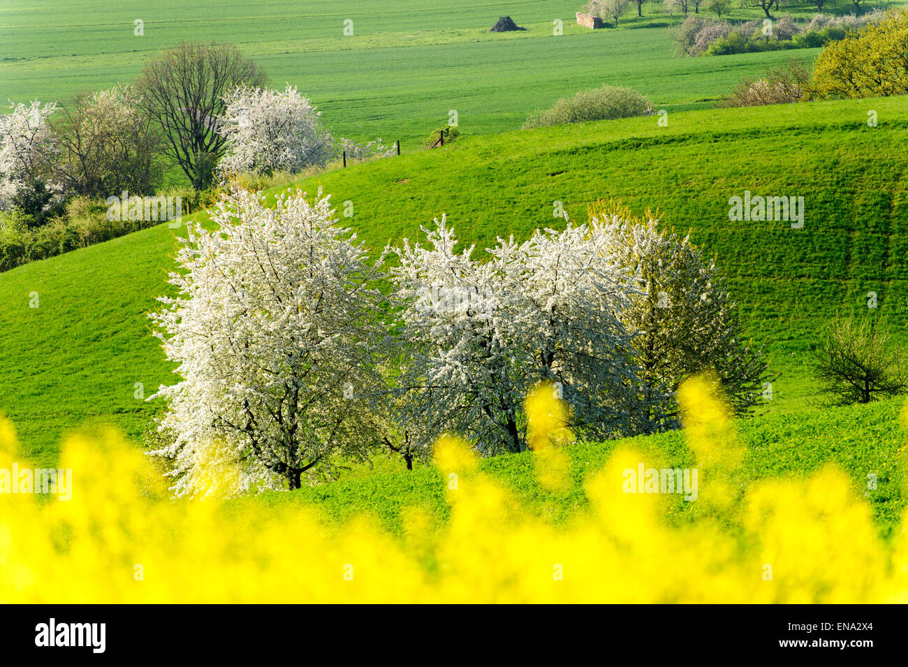 Landscape in the spring in the northwestern Odenwald, Hesse, Germany ...
