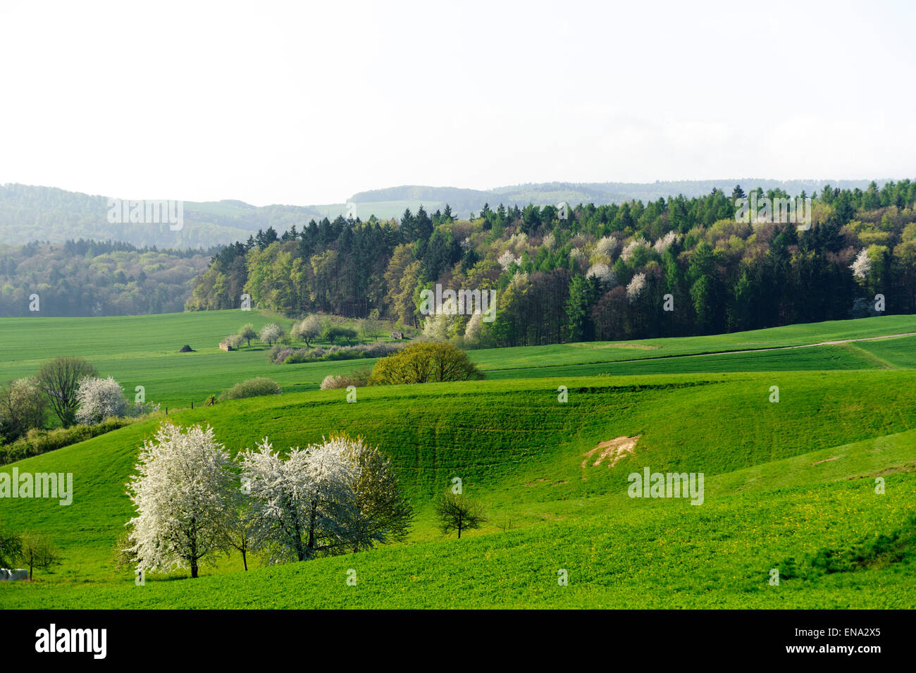 Landscape in the spring in the northwestern Odenwald, Hesse, Germany ...