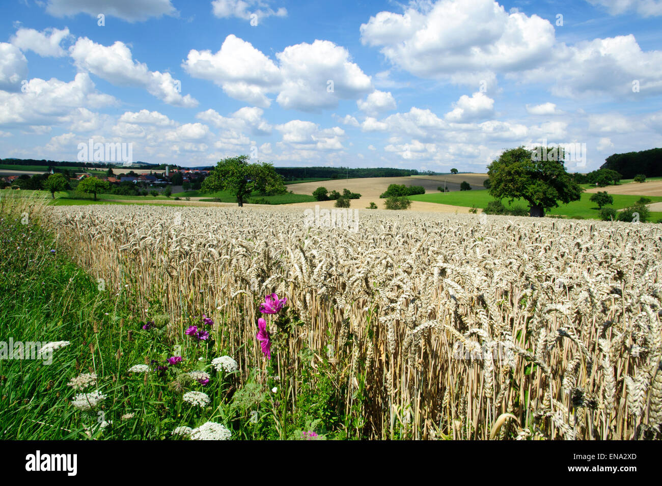 Landschaft mit Getreidefeld im Odenwald, Hessen, Deutschland ...