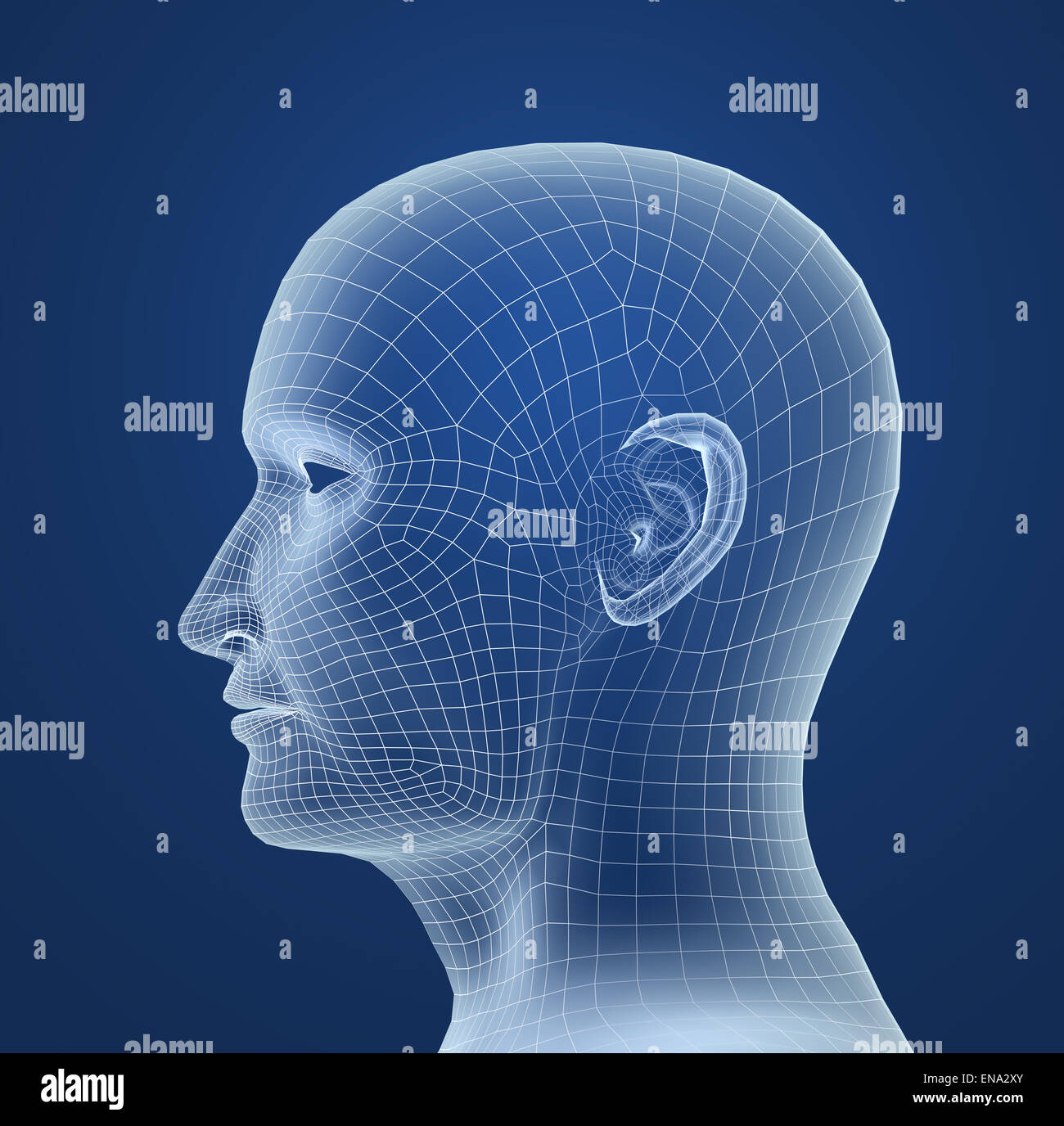 Human head and wire frame hi-res stock photography and images - Alamy