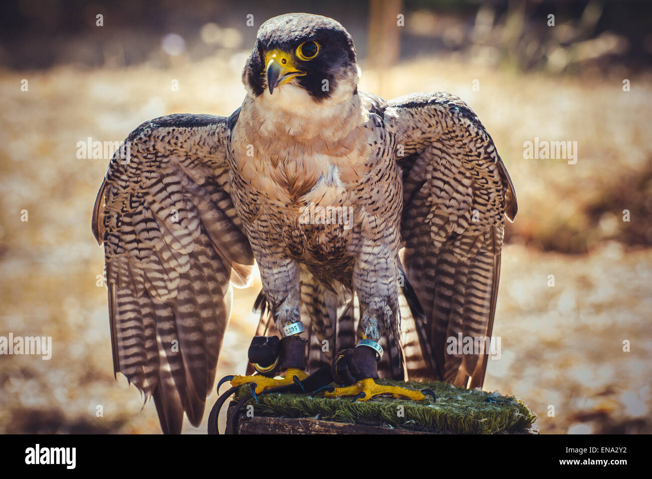 peregrine falcon with open wings , bird of high speed Stock Photo - Alamy