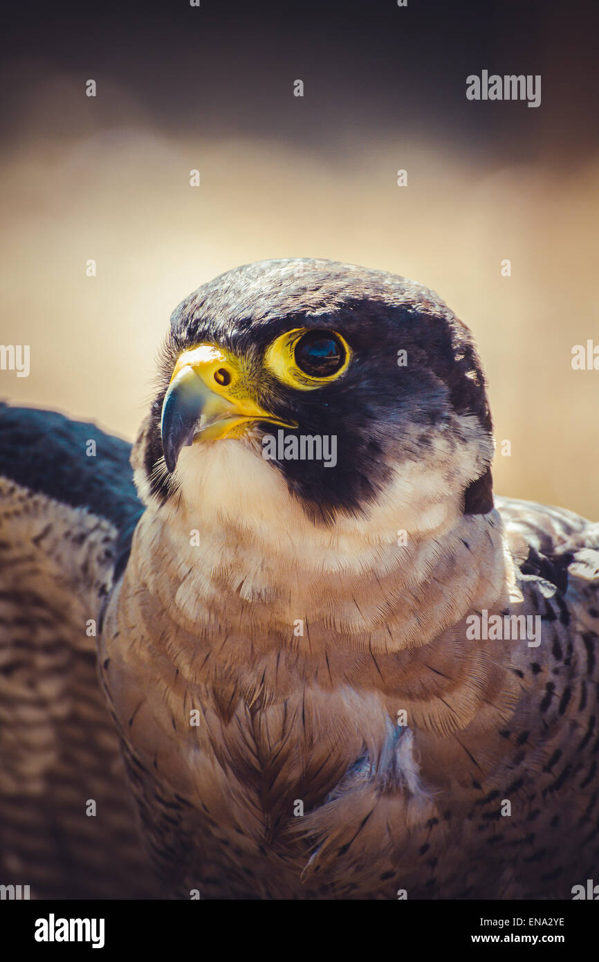 peregrine falcon with open wings , bird of high speed Stock Photo - Alamy