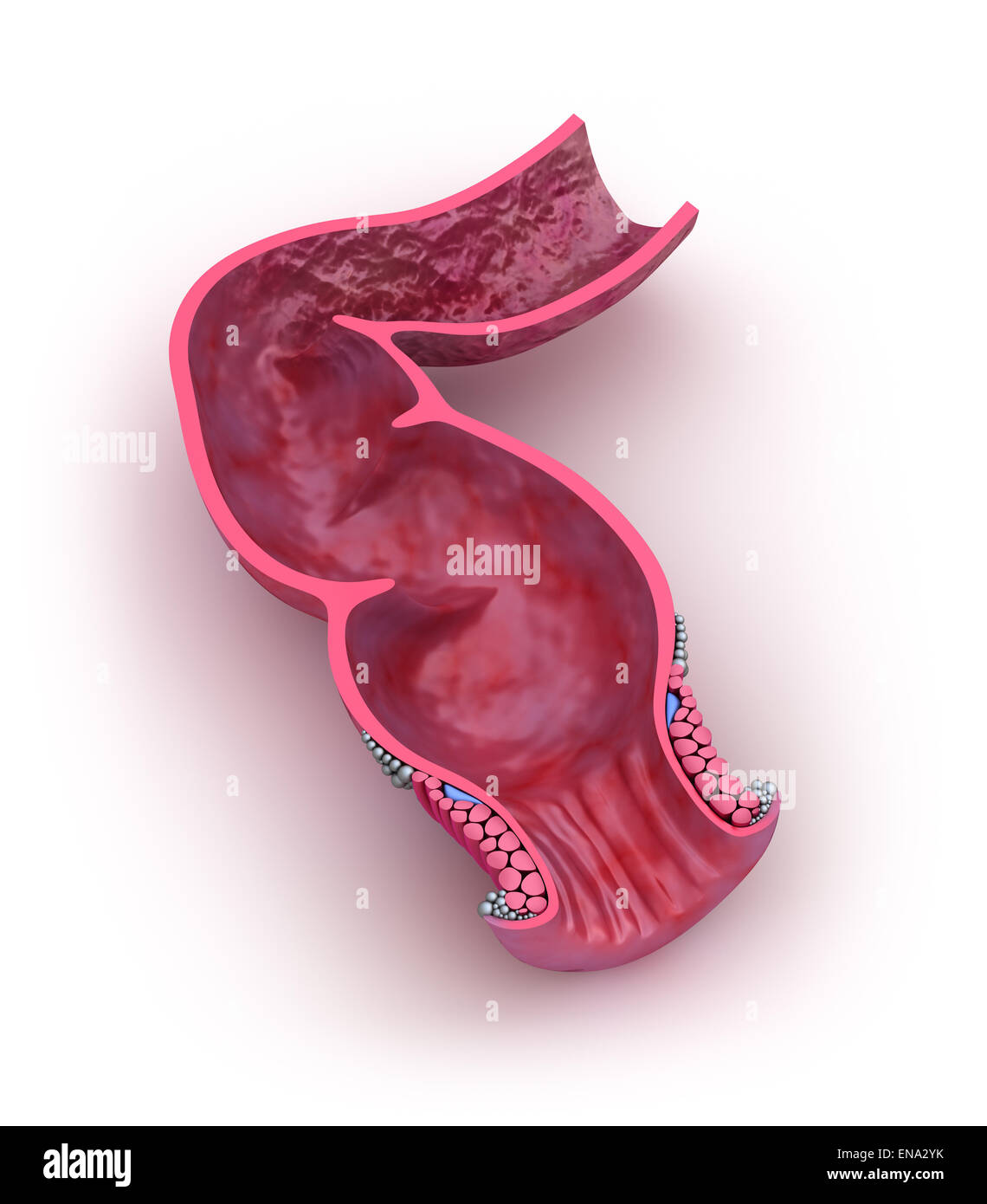 Sigmoid colon Cut Out Stock Images & Pictures - Alamy