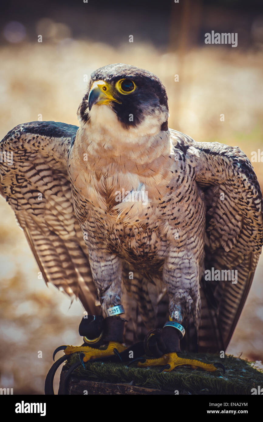hawk, peregrine falcon with open wings , bird of high speed Stock Photo ...