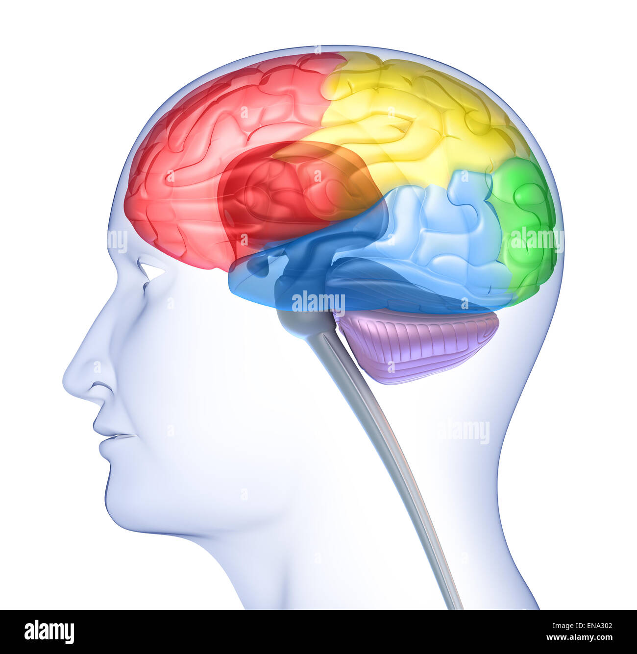 Brain lobes in head silhouette isolated on white Stock Photo - Alamy