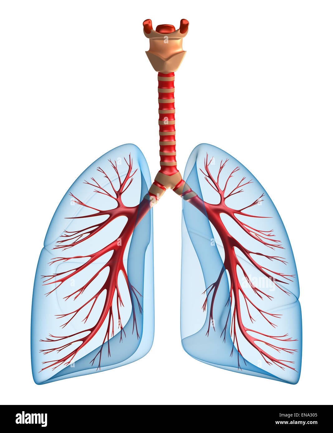 Lungs - pulmonary system. Front view, isolated on white Stock Photo - Alamy