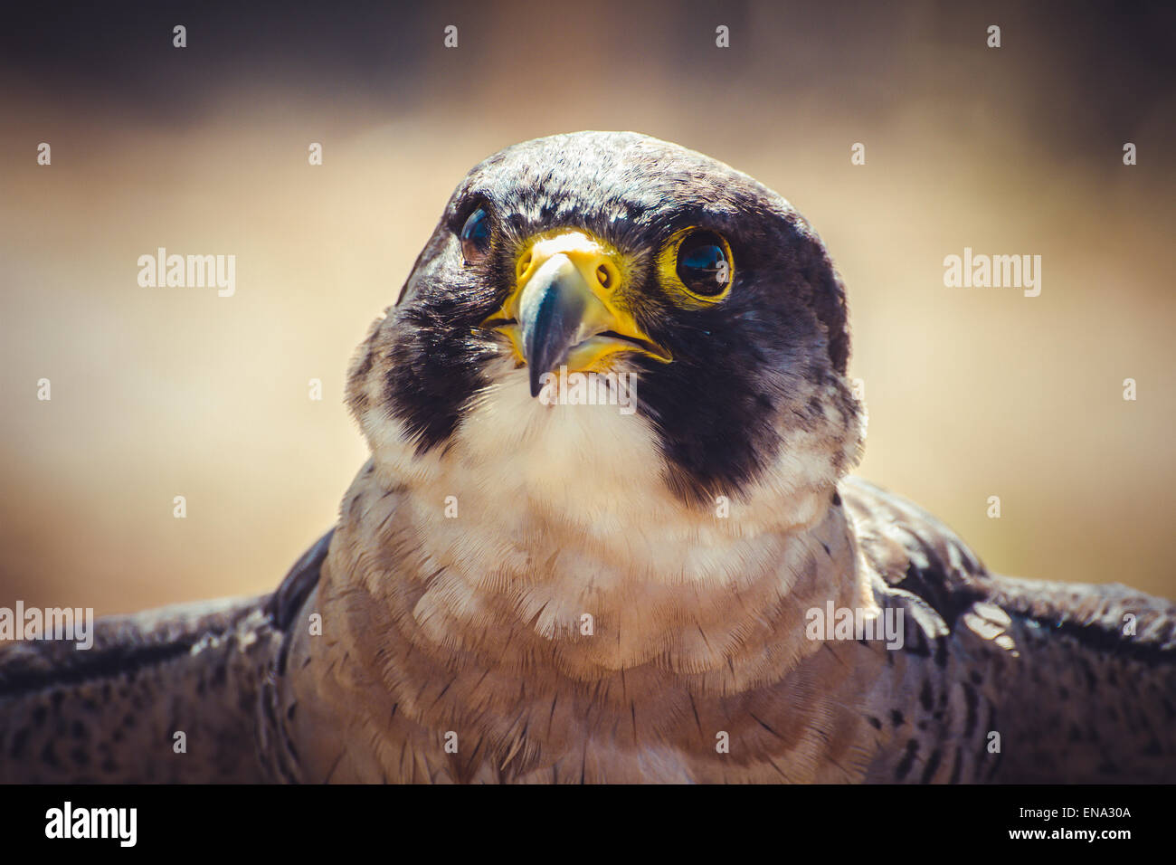 raptor, peregrine falcon with open wings , bird of high speed Stock ...