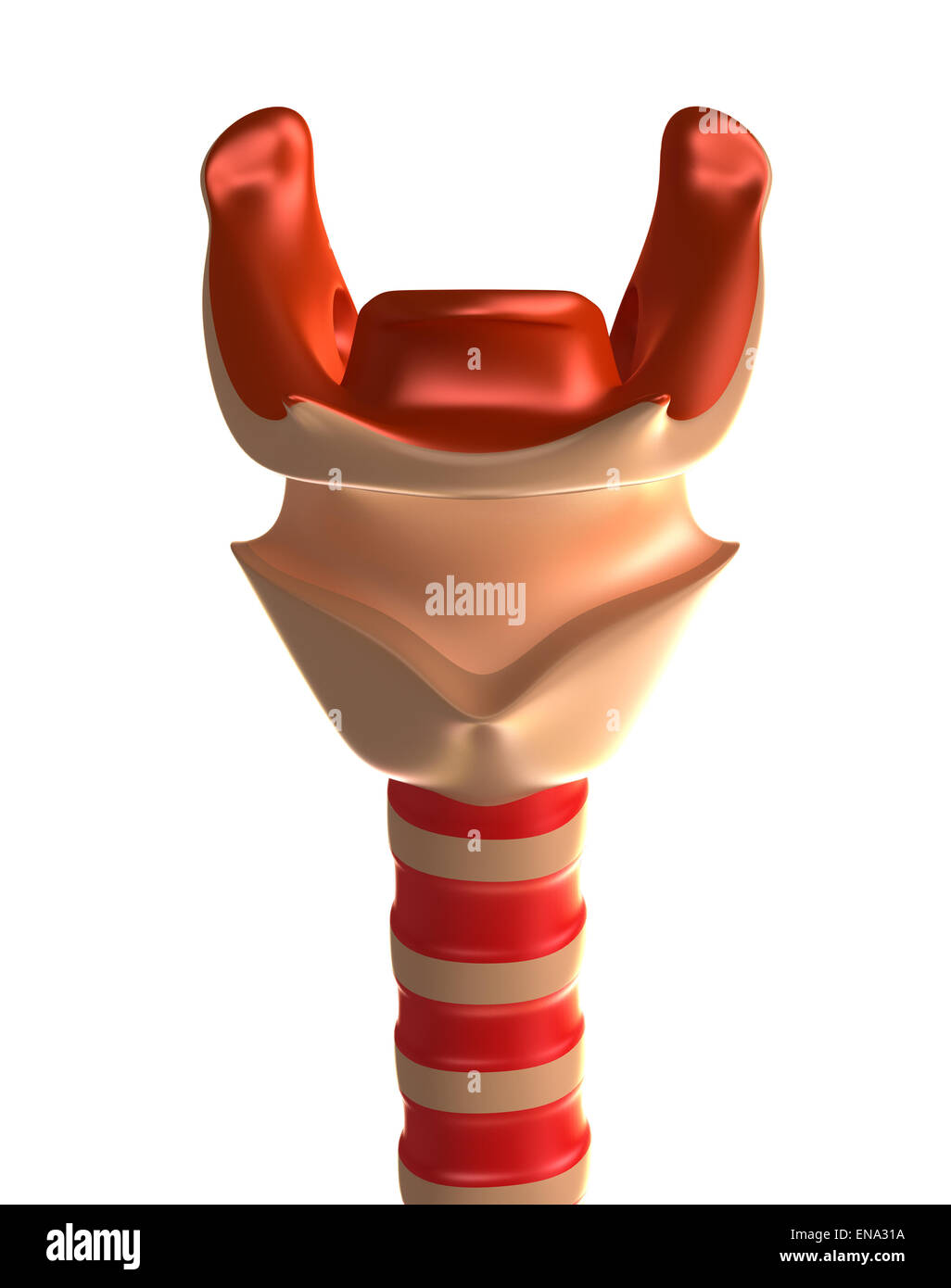Larynx with trachea. Front view, Isolated on white Stock Photo - Alamy