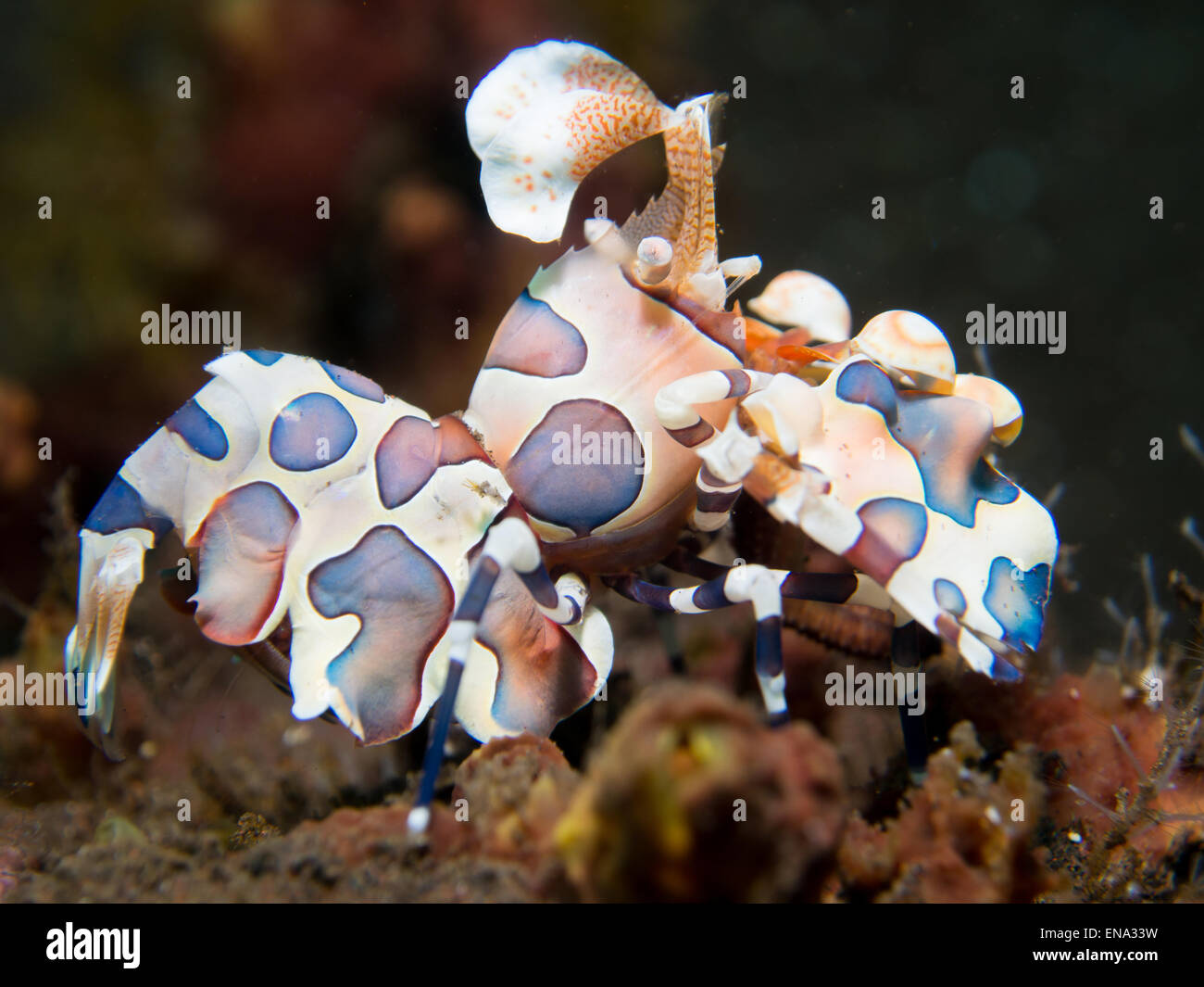 Saltwater shrimp hi-res stock photography and images - Alamy