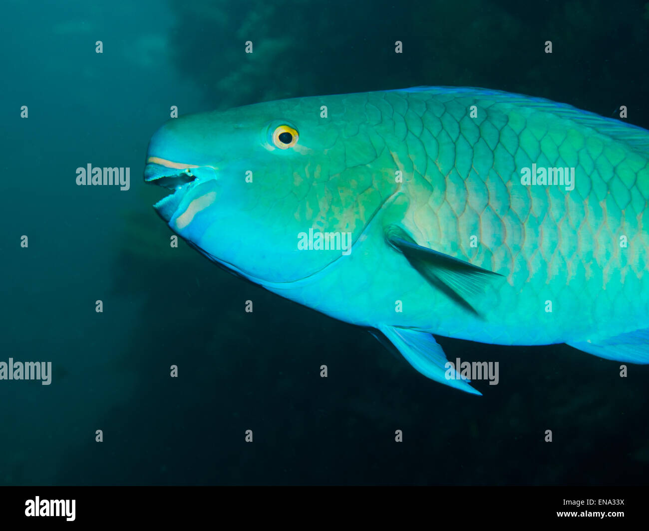 Red Lip Parrot Fish Diet