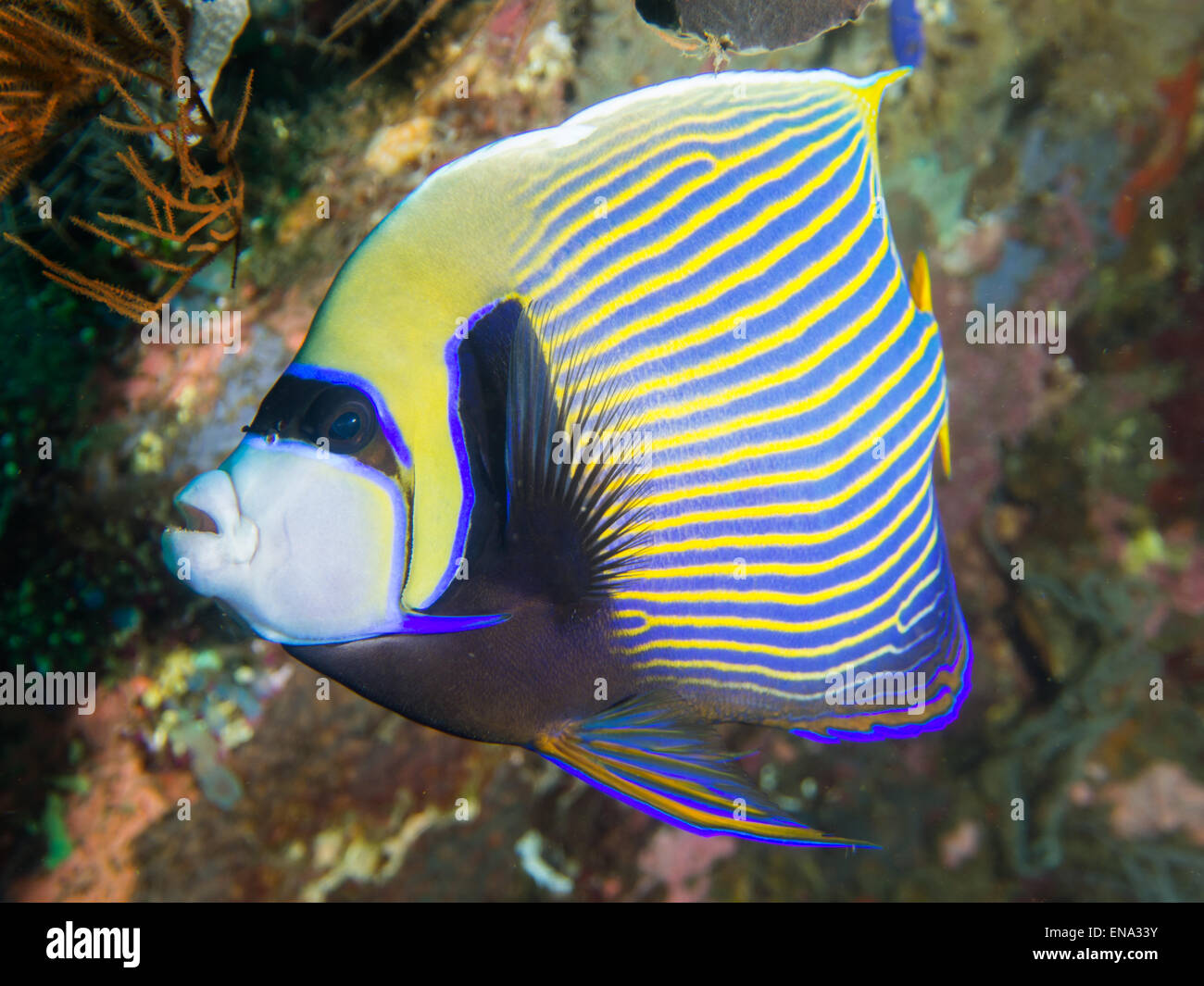 Close-up of a colorful Emperor Angelfish on a beautiful shipwreck at ...