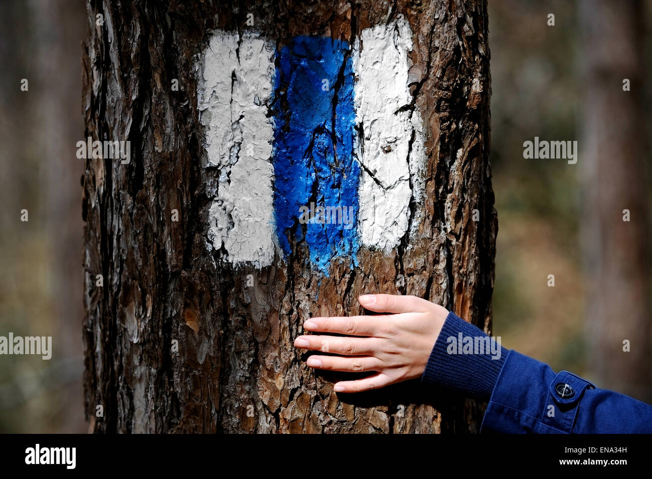 Human hand on a tree bark marked with a blue hiking trail sign Stock ...