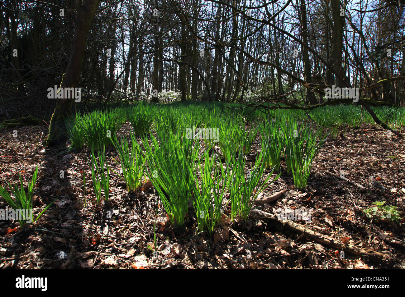 Bluebells growing under tree trunk hi-res stock photography and images ...