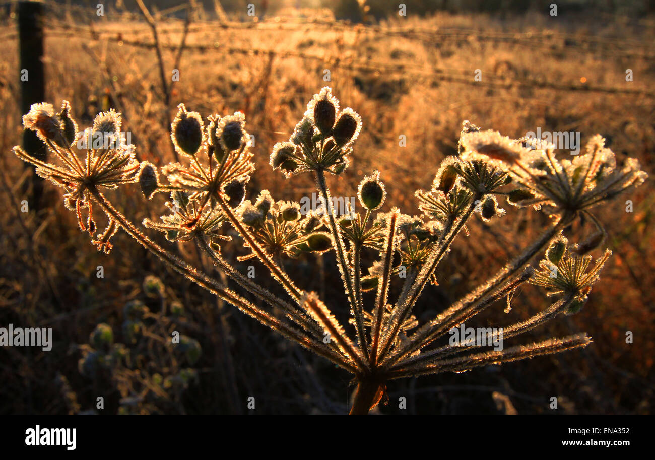 Hoar frost, fog, winter, cold climates, frozen structures, vegetation ...