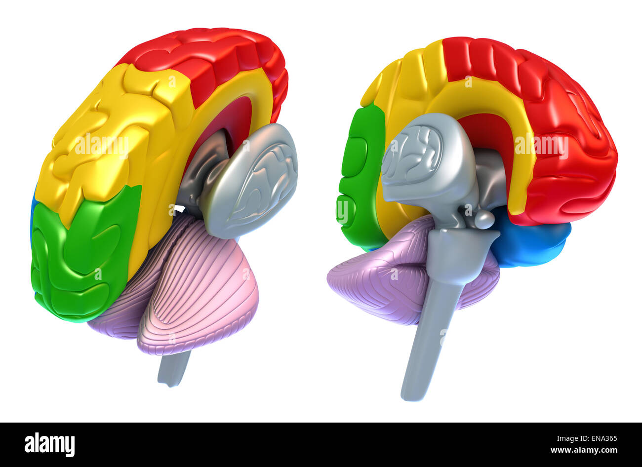 Brain lobes 3d hi-res stock photography and images - Alamy