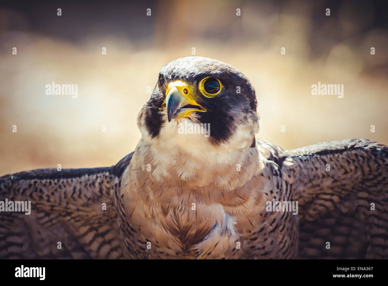 peregrine falcon with open wings , bird of high speed Stock Photo - Alamy