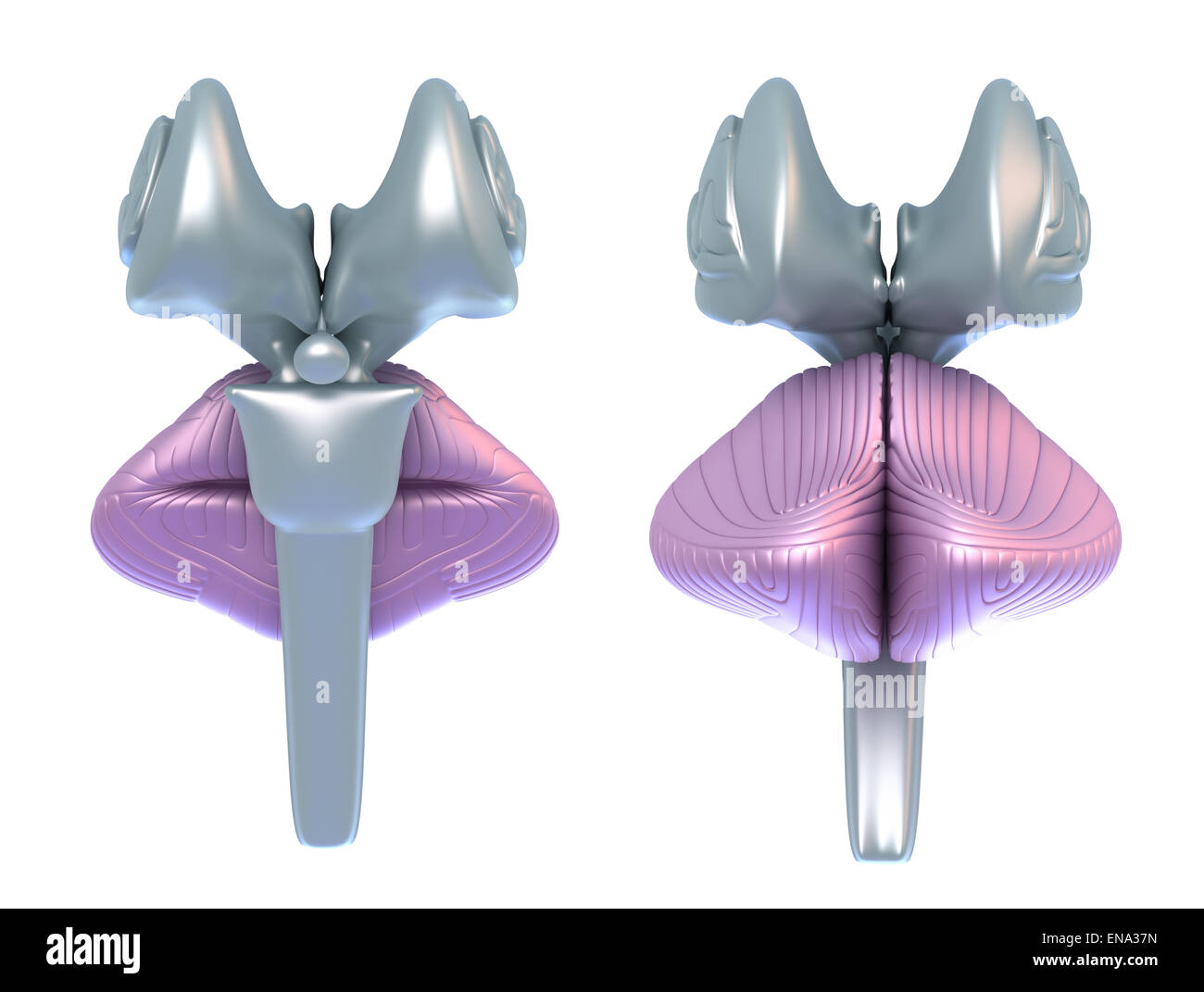 Cerebellum with brain stem. Front and back view Stock Photo - Alamy