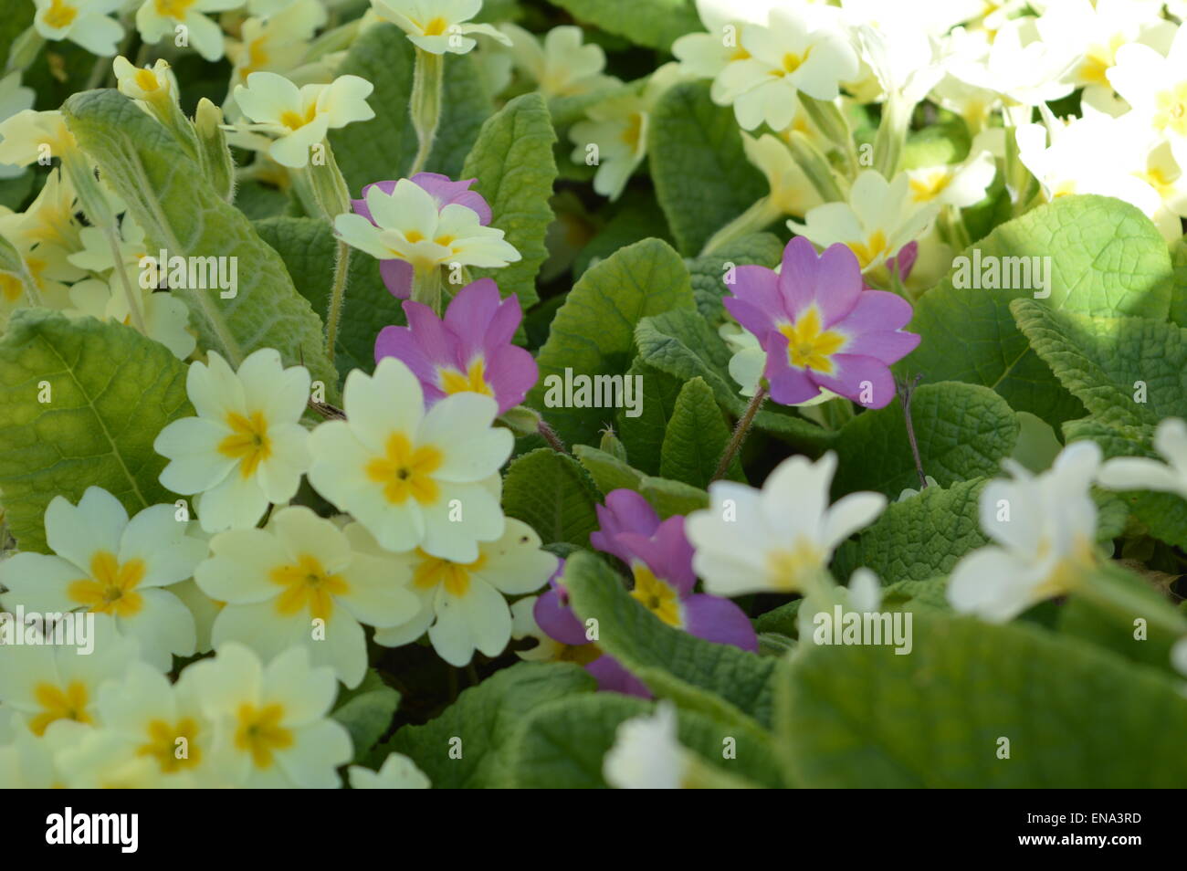 A collection of summer flowers Stock Photo - Alamy