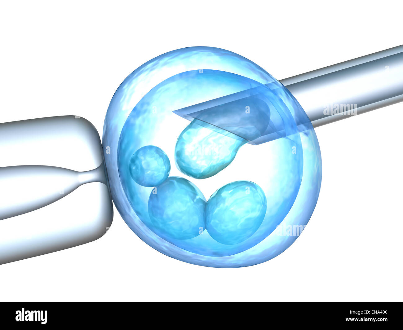 Human egg cell isolated on hi-res stock photography and images - Alamy