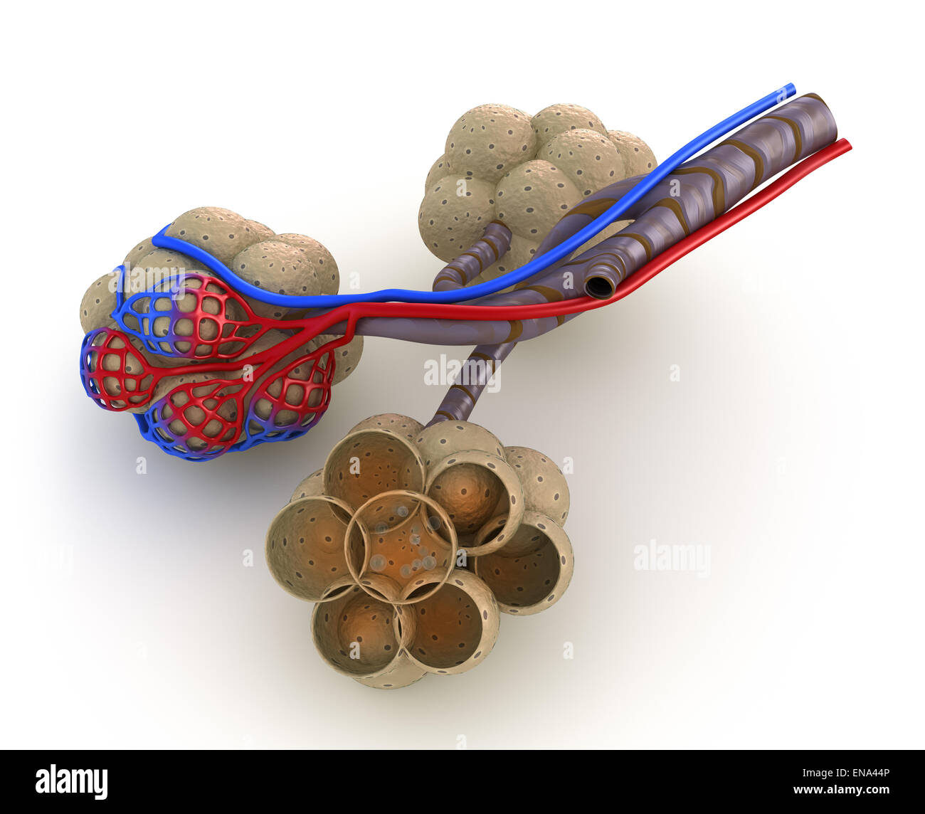 Alveoli in lungs - blood saturating by oxygen, isolated Stock Photo - Alamy