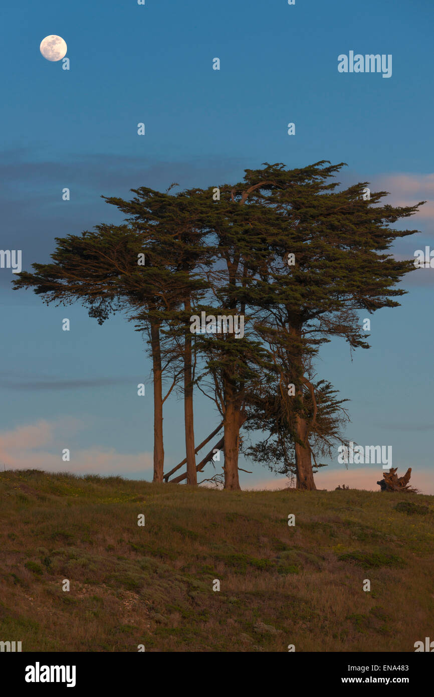 A nearly full moon rises over two lone cypress trees that stand along ...